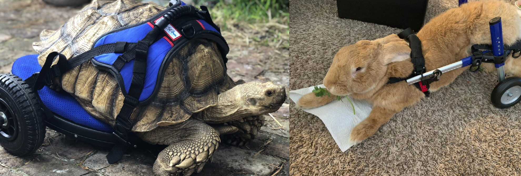 Tortoise and Hare both disabled, given new custom mobility rigs ...